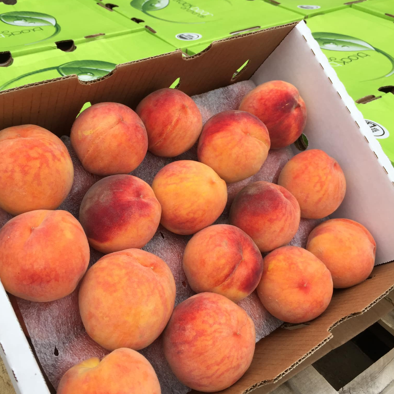 Colorado Peaches Week One: 8-11-25/8-15-25